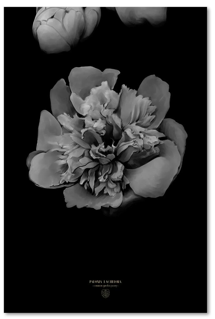 Gario Obraz na plátně Černobílá Pivoňka - Dmitry Belov Rozměry: 40 x 60 cm