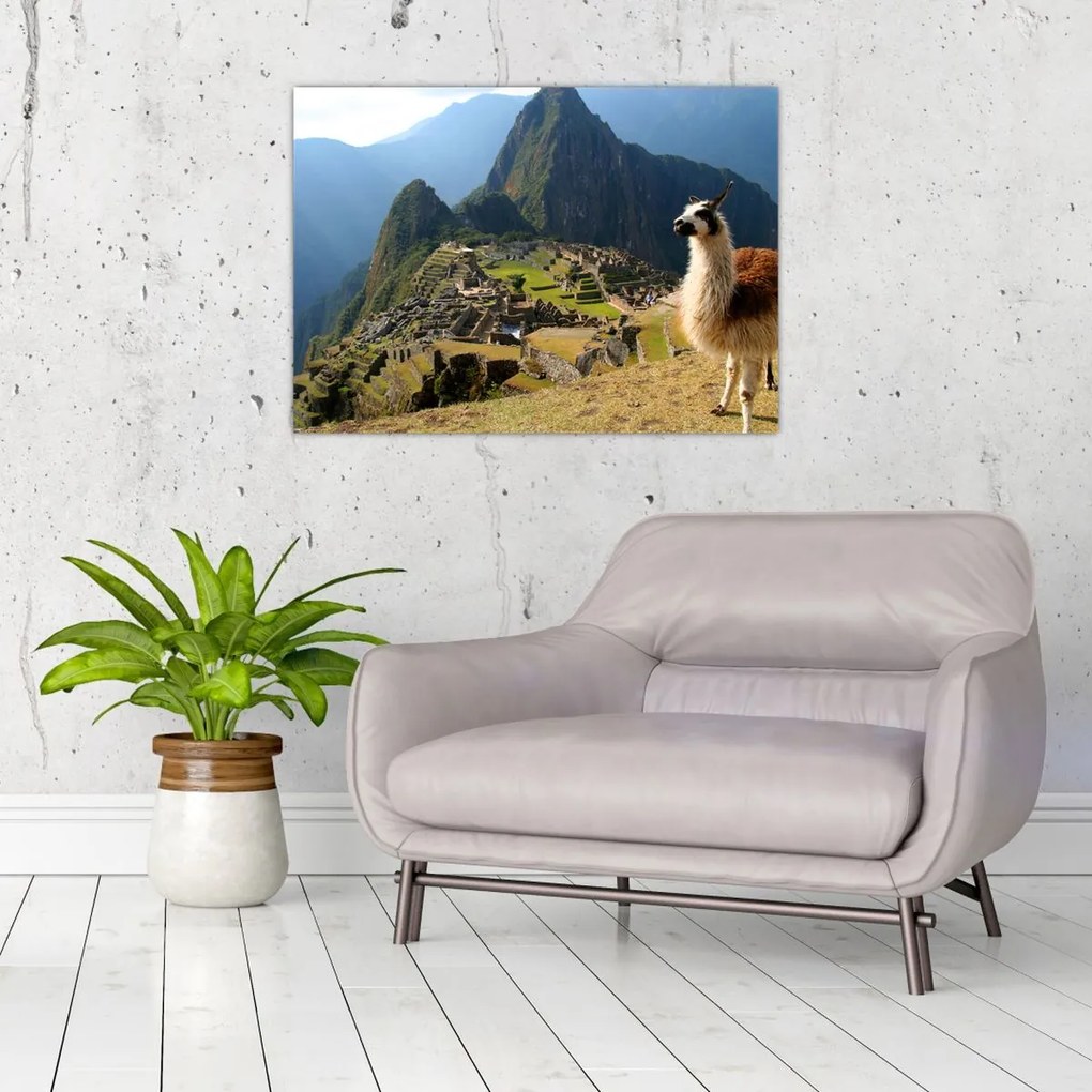 Obraz - Lama a Machu Picchu (70x50 cm)