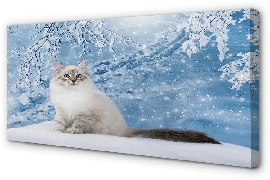 Obrazy na plátně kočka zima 100x50 cm
