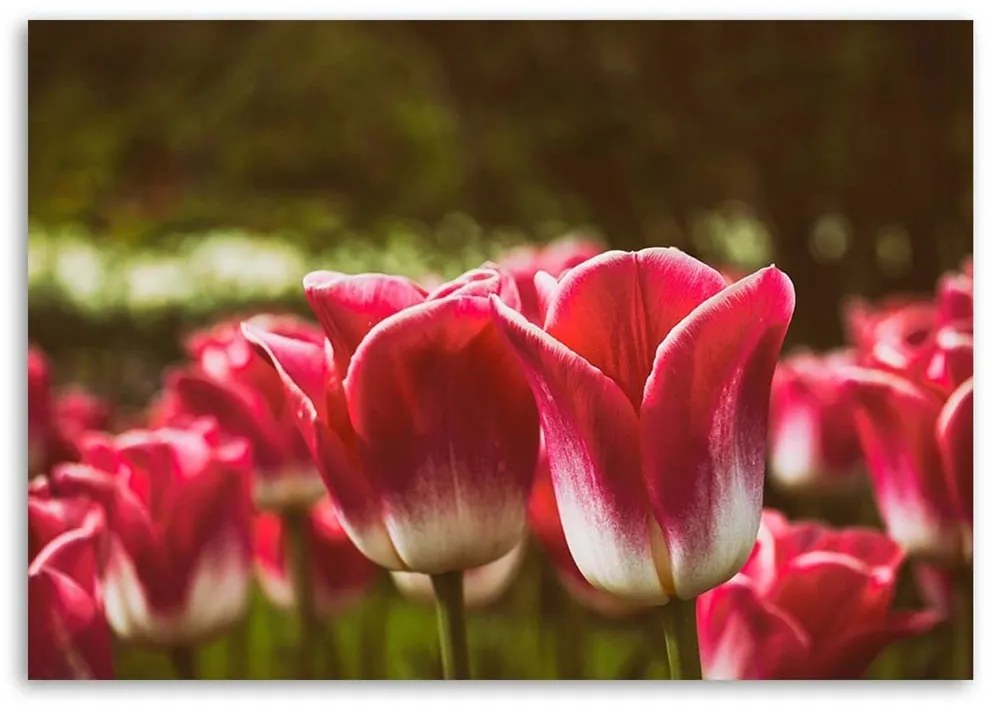 Obraz na plátně, Květ červeného tulipánu - 100x70 cm