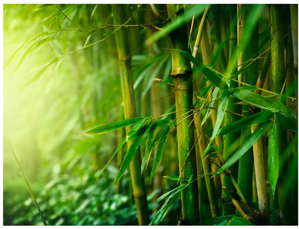 Fototapeta bambus (150x116 cm) - Murando DeLuxe
