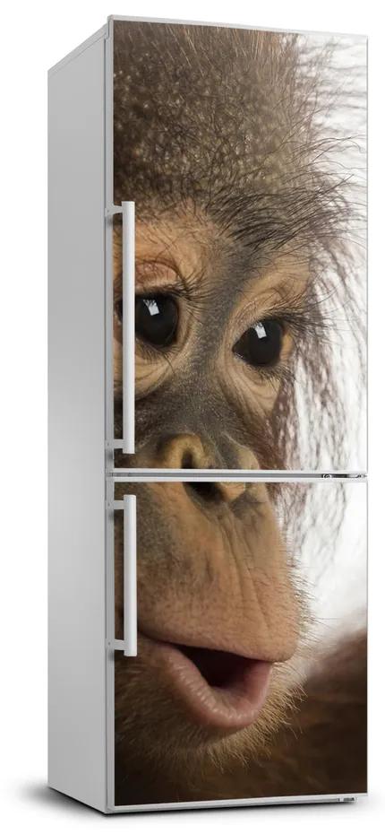 Wallmuralia Nálepka fototapeta lednička Mladý orangutan 60x180 cm