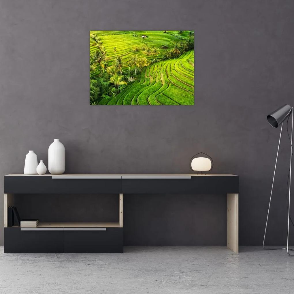 Skleněný obraz - Rýžové terasy (70x50 cm)