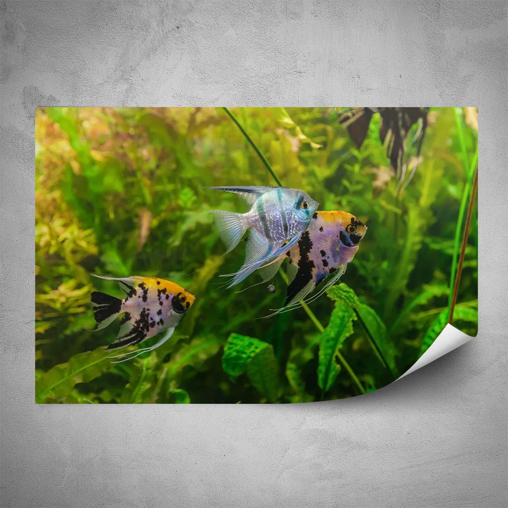 Plakát - Život v akváriu (60x40 cm) - PopyDesign