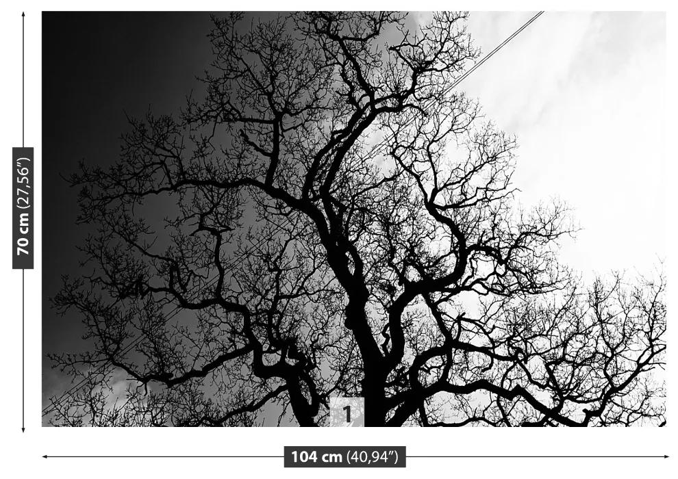 Fototapeta strom 104x70