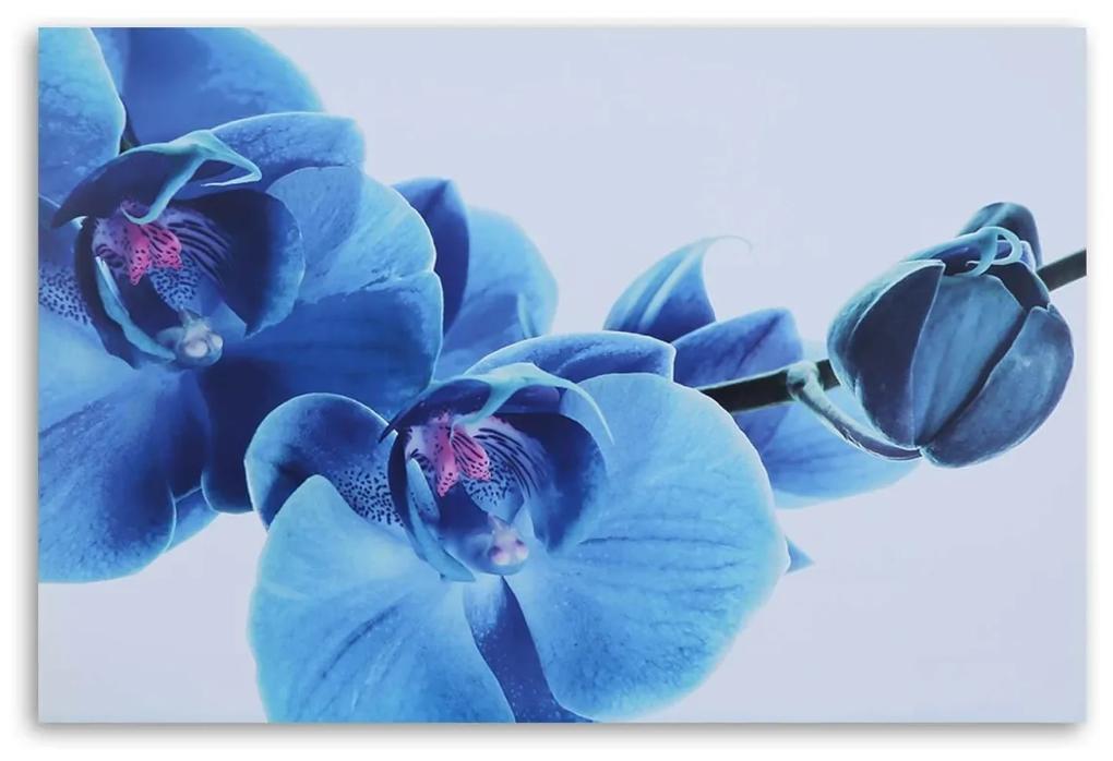 Obraz na plátně Orchidej Květy Modrá - 60x40 cm