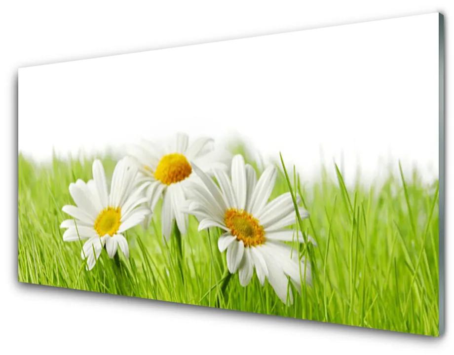Plexisklo-obraz Sedmikráska Květiny Rostlina 140x70 cm