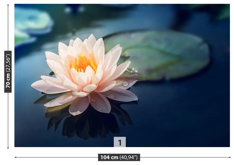 Fototapeta Lotosový květ rybník