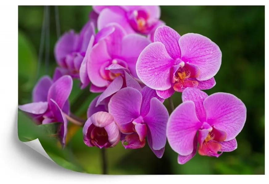 Fototapeta Orchid Blossoms 3D Samolepící tapety 104x70.5
