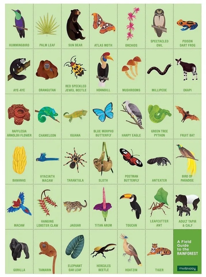 Mudpuppy Puzzle Hledání v deštném pralese