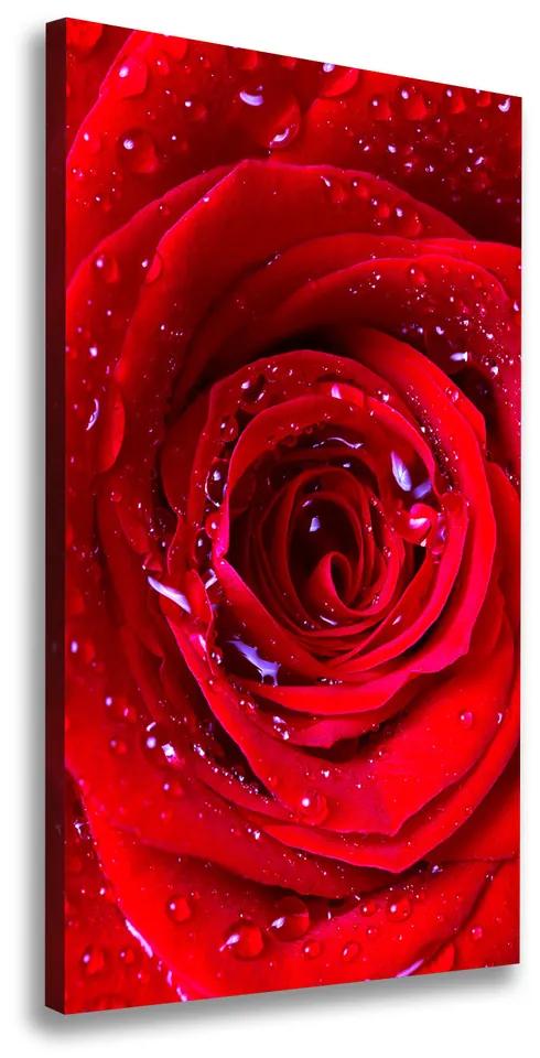 Wallmuralia Foto obraz na plátně Červená růže 60x120 cm