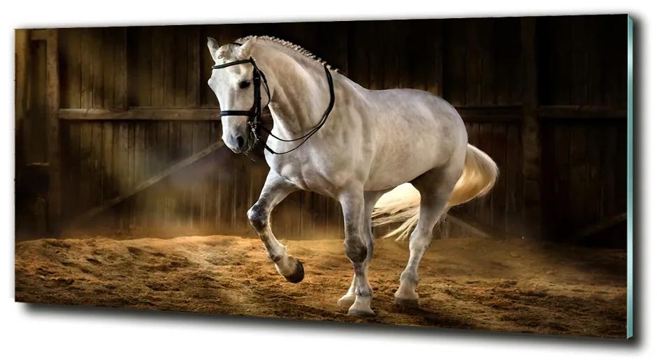 Wallmuralia Moderní foto obraz na stěnu Bílý kůň ve stáji 125x50 cm