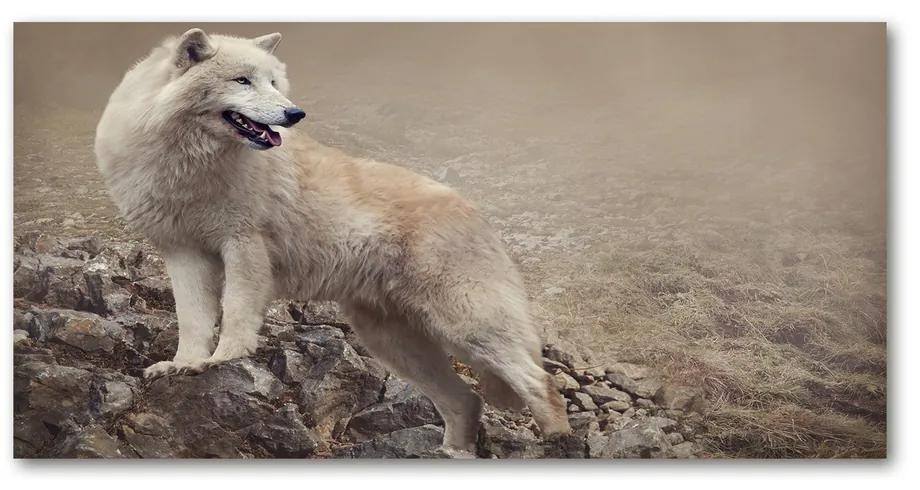 Wallmuralia Foto obraz akrylový na stěnu Bílý vlk na skále 120x60 cm
