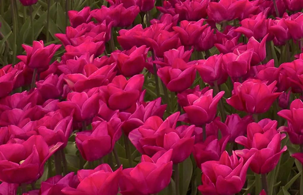Malvis ® Vícedílný obraz - Záplava tulipánů Velikost (šířka x výška): 90x60 cm