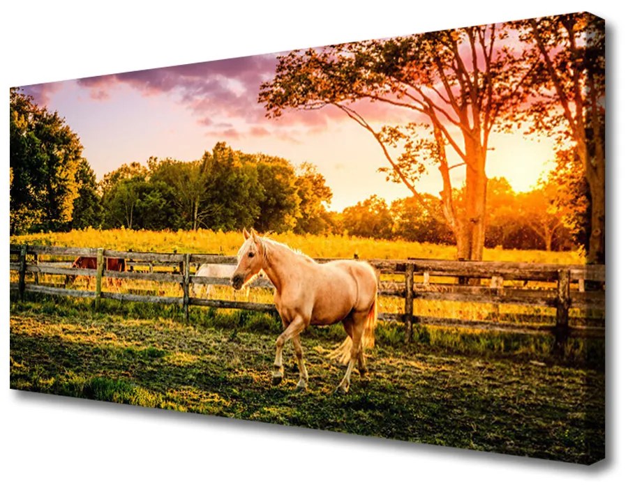 Obraz na plátně Kůň Louka Zvířata 100x50cm