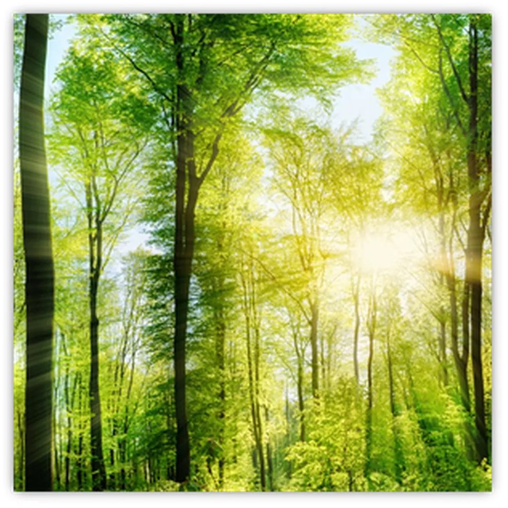 Obraz - Svítání v lese (30x30 cm)