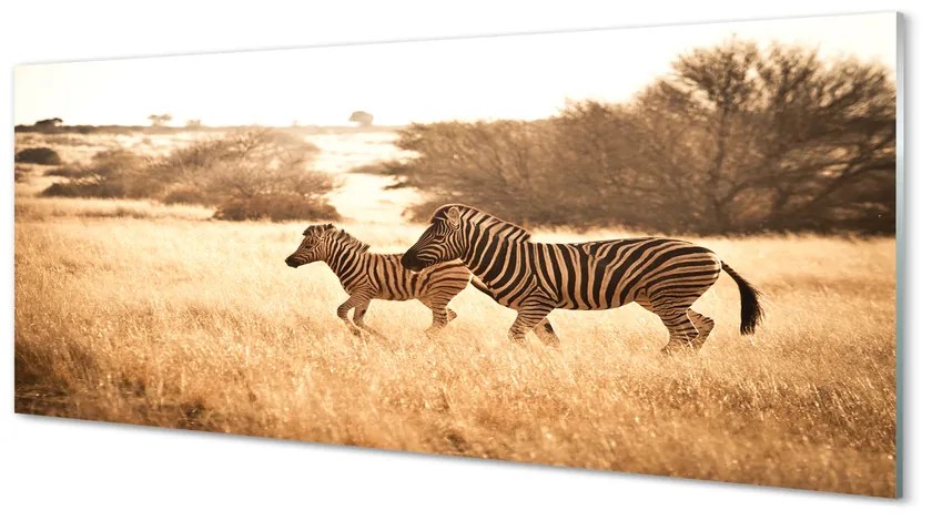 akrylový obraz Zebra pole sunset 120x60 cm