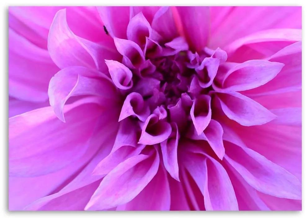 Obraz na plátně Růžové květy Rostliny Příroda - 90x60 cm