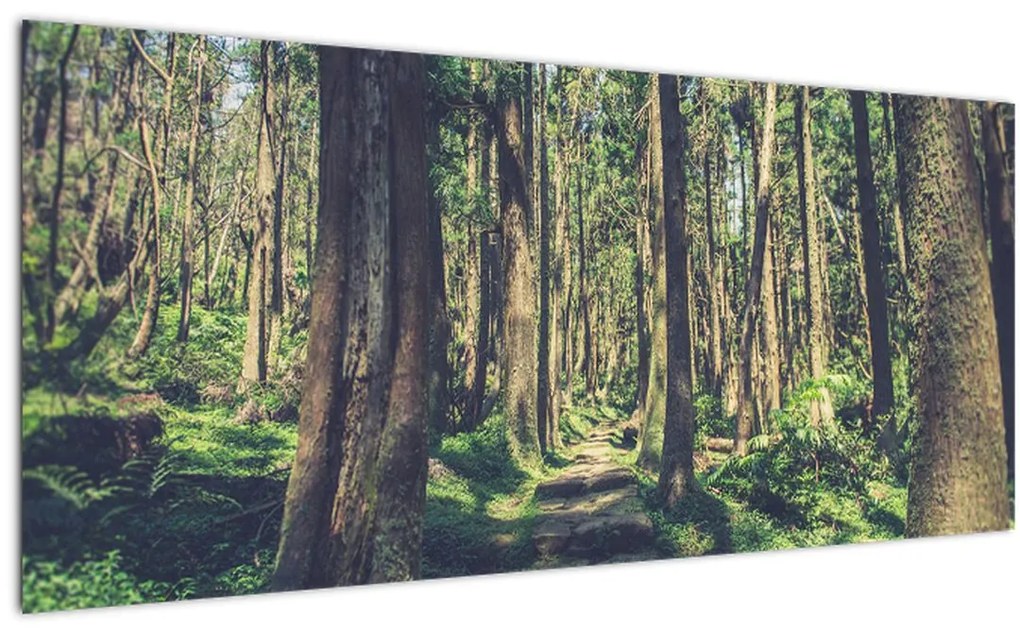 Obraz cesty mezi stromy (100x40 cm), 40 dalších rozměrů