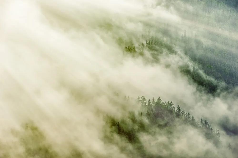 Samolepící fototapeta mlhavý les - 300x200 cm