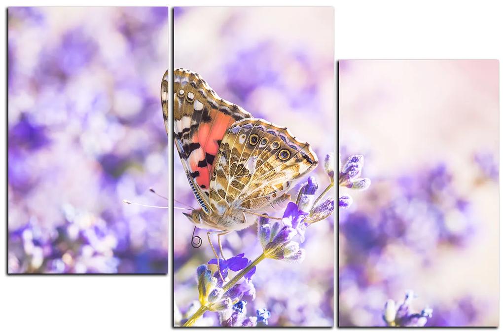 Obraz na plátně - Motýl na levandule 1221D (135x90 cm)