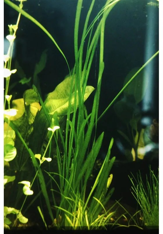 Vallisneria spiralis