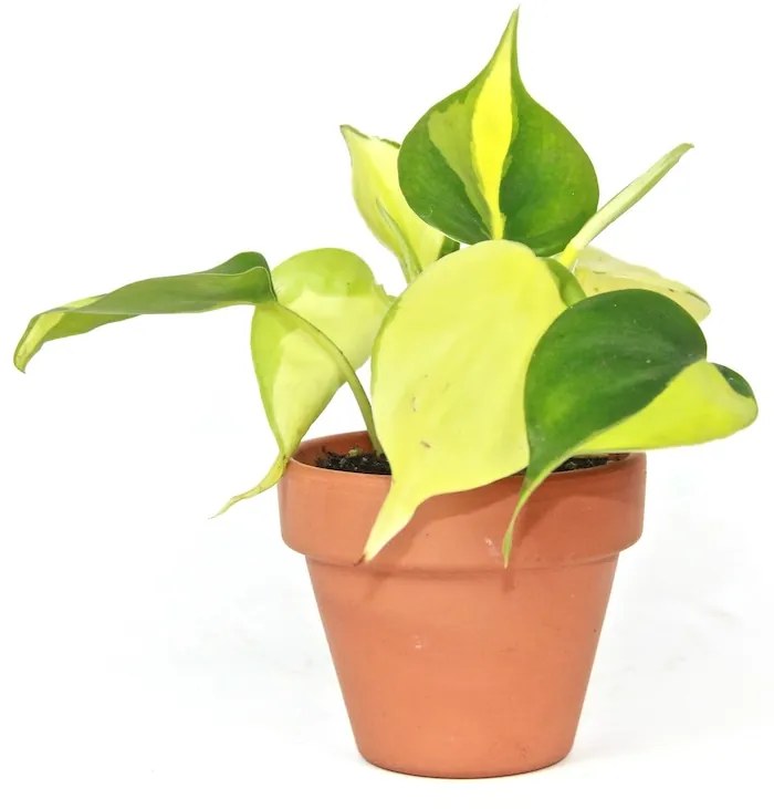 Philodendron scandens Brasil, průměr 6 cm