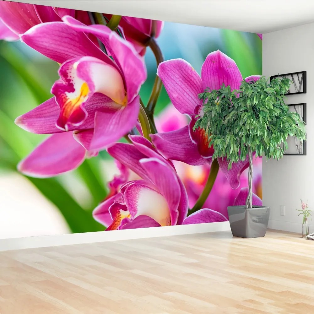 Fototapeta Růžové orchideje 104x70