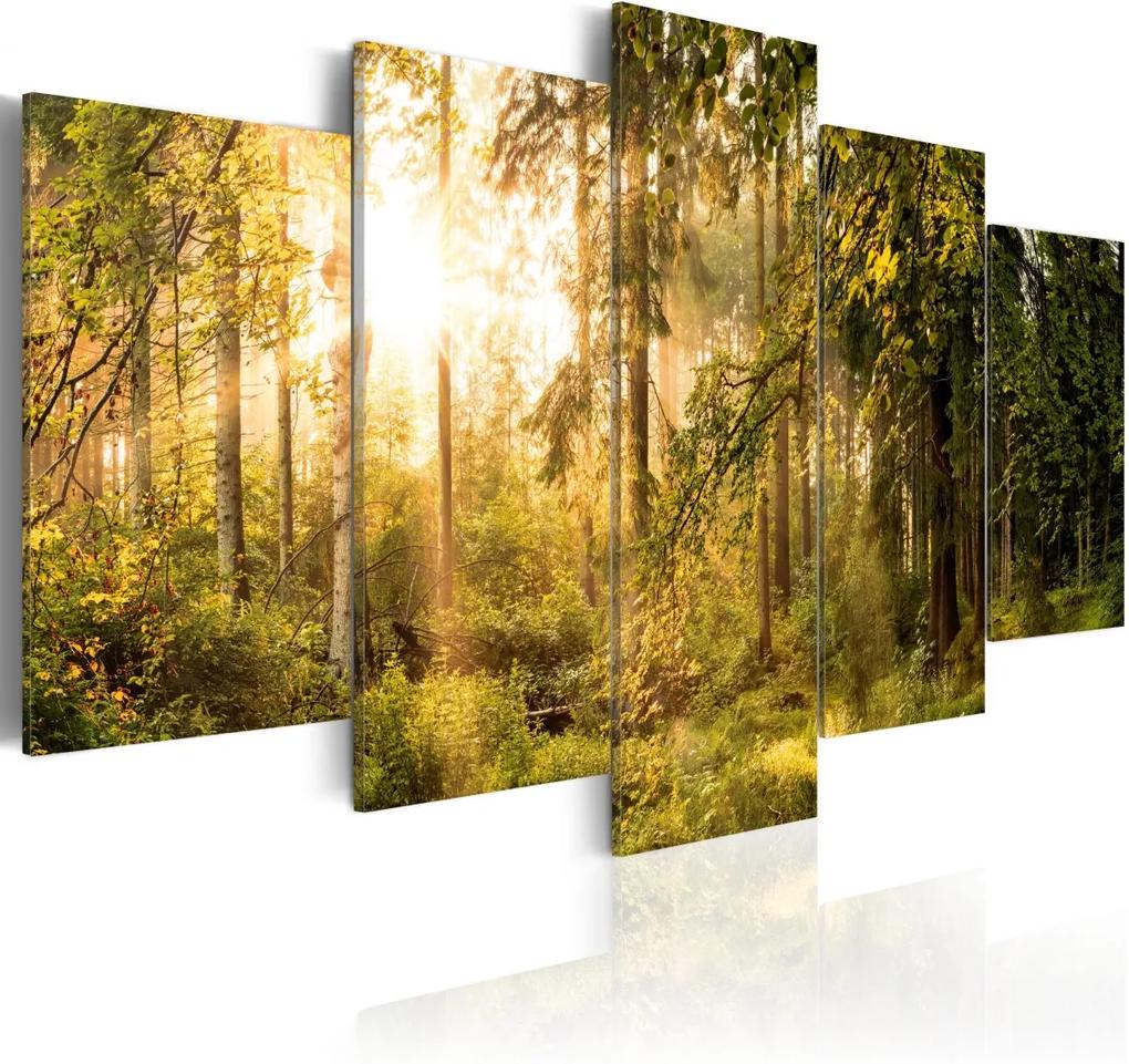 Slunečný les (200x100 cm) - Murando DeLuxe