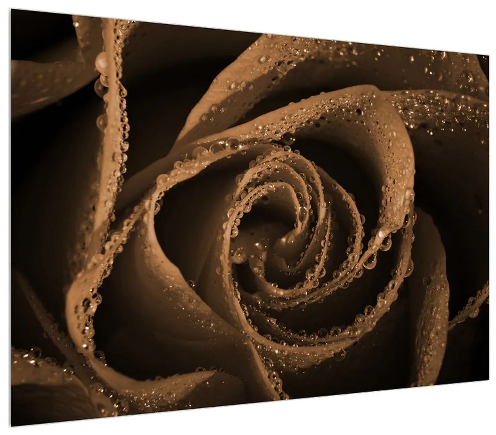 Obraz růže s kapkami (100x70 cm)
