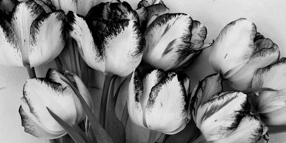 Obraz tulipány v jarním nádechu Varianta: 100x50