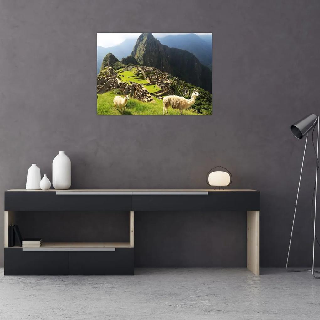 Obraz - Lamy v Machu Picchu (70x50 cm)