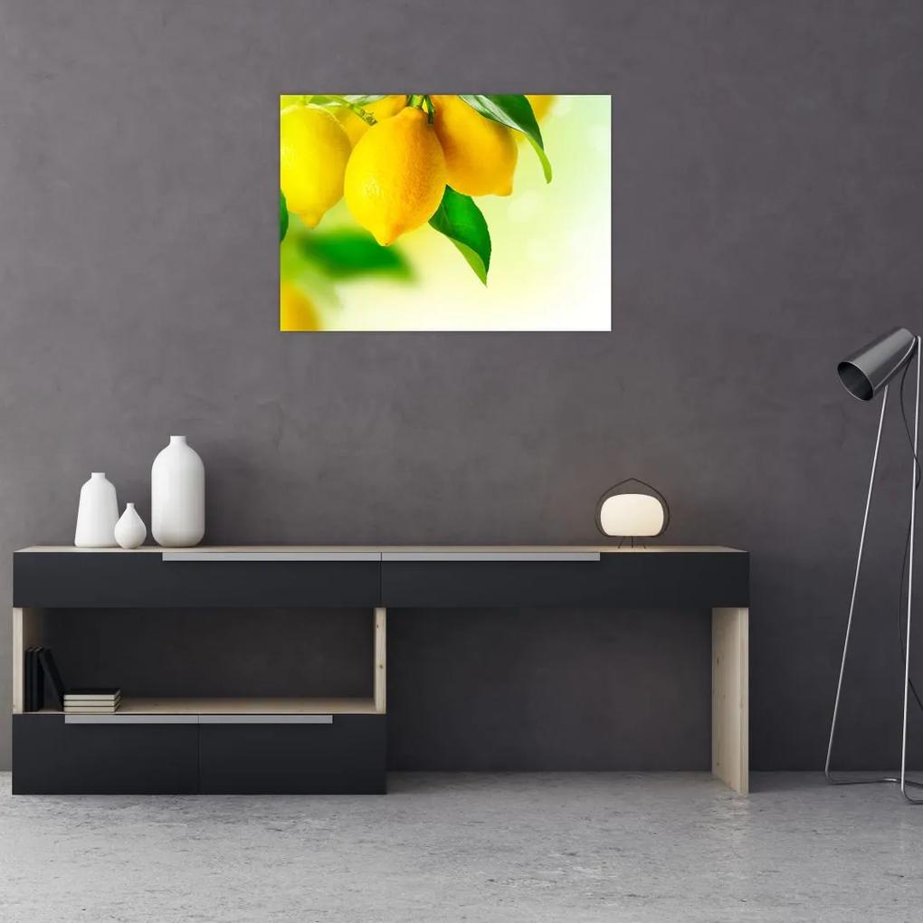Skleněný obraz citrónů (70x50 cm)