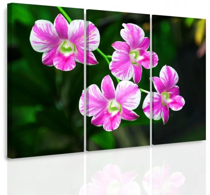 Malvis ® Vícedílný obraz - Orchidej v přírodě Velikost: 90x60 cm