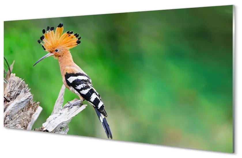 Obraz na skle Strom barevný papoušek 120x60 cm