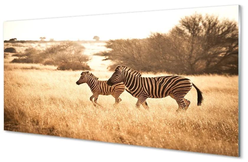 Obraz na skle Zebra pole sunset 125x50cm