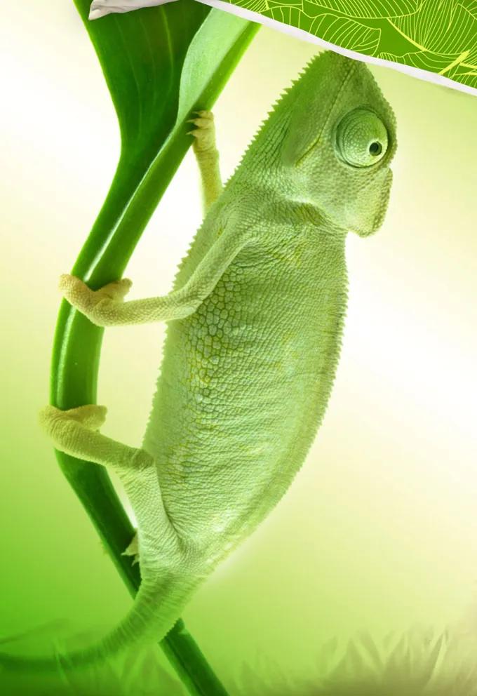 Bavlněné povlečení Zelený Chameleon