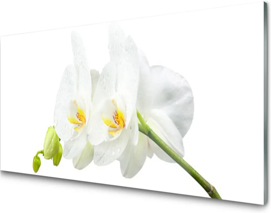 Skleněný obraz Plátky Květ Bíla Orchidej