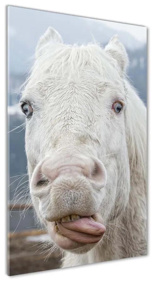 Wallmuralia Fotoobraz na skle Šílený bílý kůň 50x100 cm