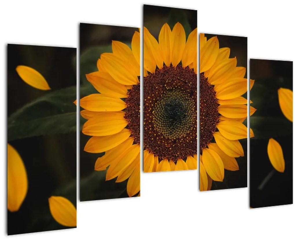 Obraz - Slunečnice a lístky květů (125x90 cm), 40 dalších rozměrů