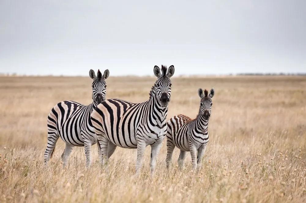 Samolepící fototapeta tři zebry v savanu - 150x100 cm