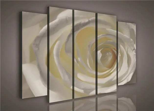 Obraz na plátně růže bílá 150 x 100 cm