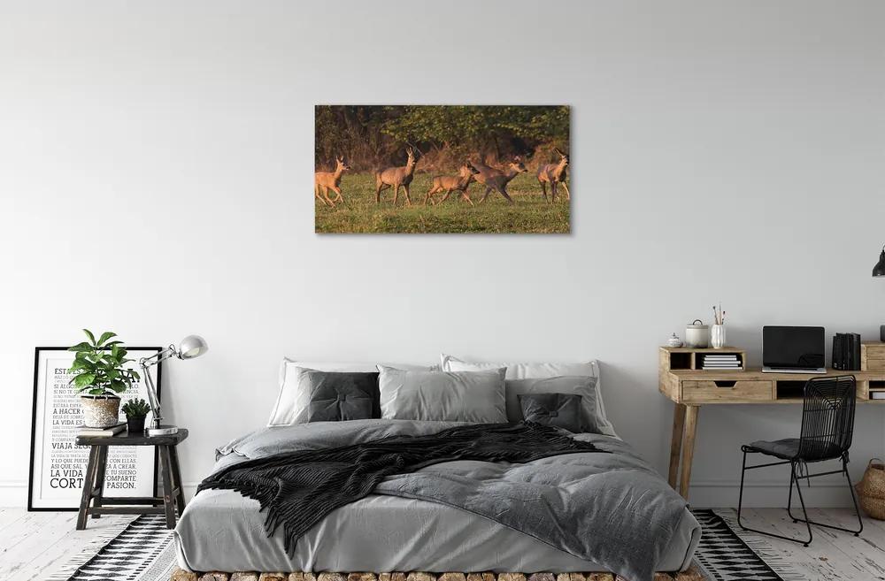 Obrazy na plátně Deer Golf svítání 100x50 cm