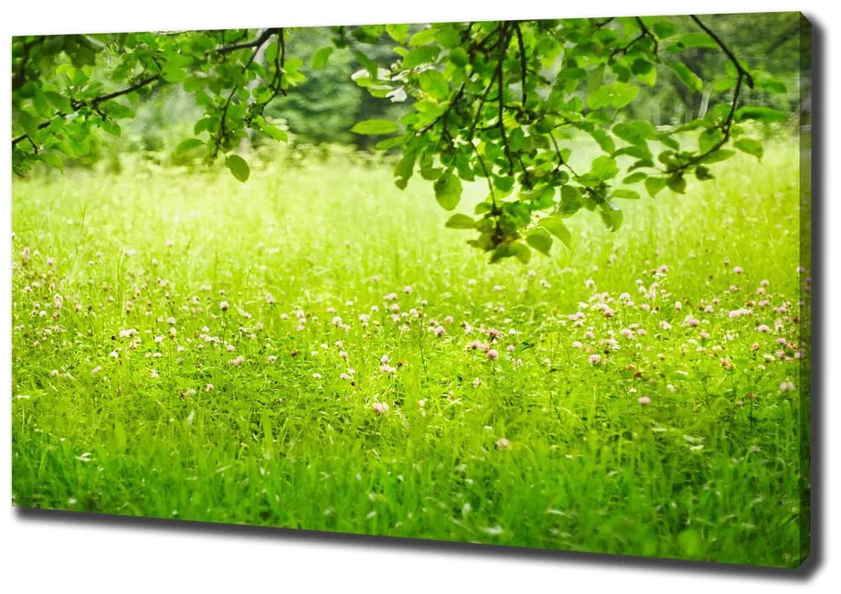 Wallmuralia Foto obraz na plátně zelená louka 100x70 cm