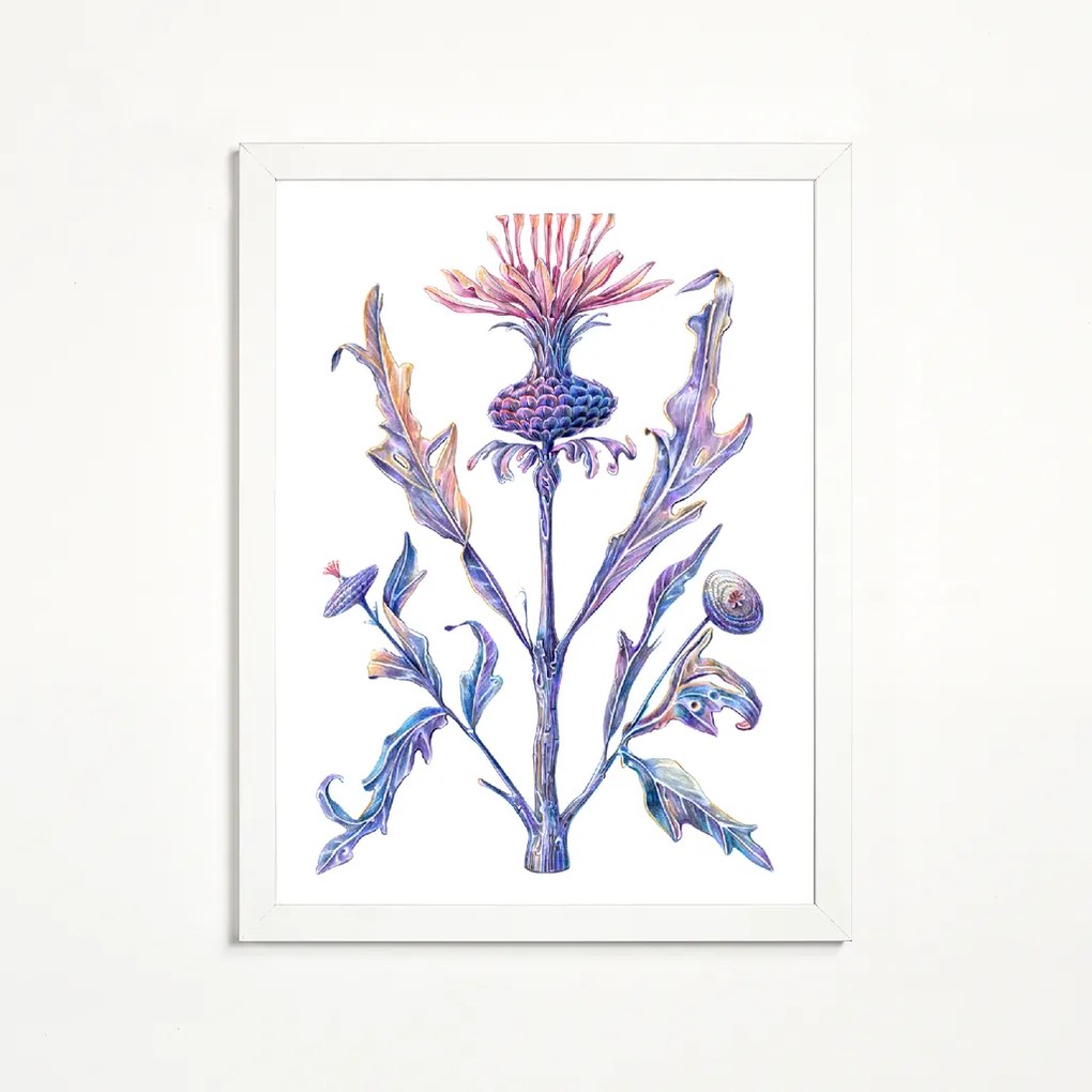 Filip Šenkeřík | Centaurea Rám: Černý, Velikost: 100 x 70 cm
