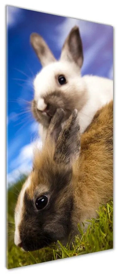Wallmuralia Foto obraz sklo tvrzené Dva králíci 50x125 cm