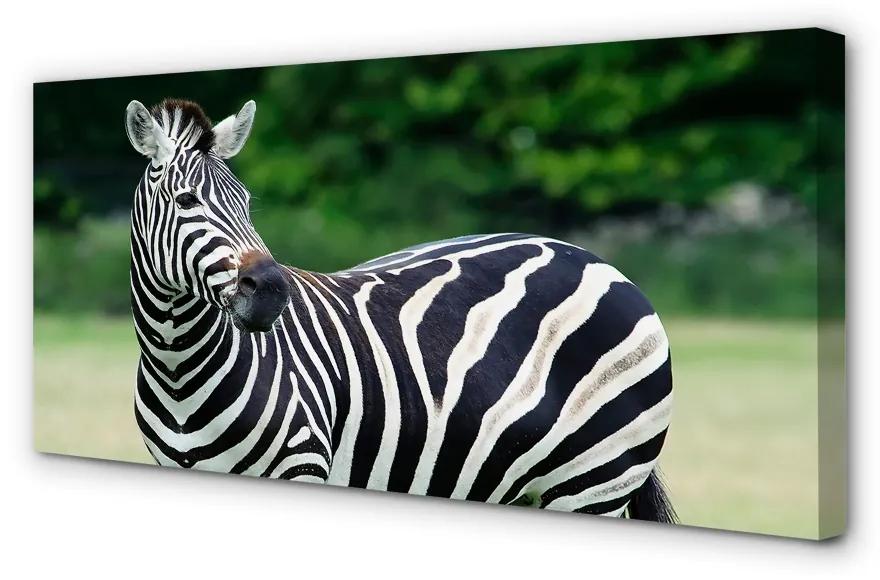 Obrazy na plátně Zebra box 100x50cm