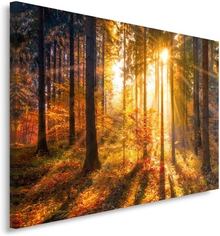 CARO Obraz na plátně - Forest At Sunset 120x80 cm