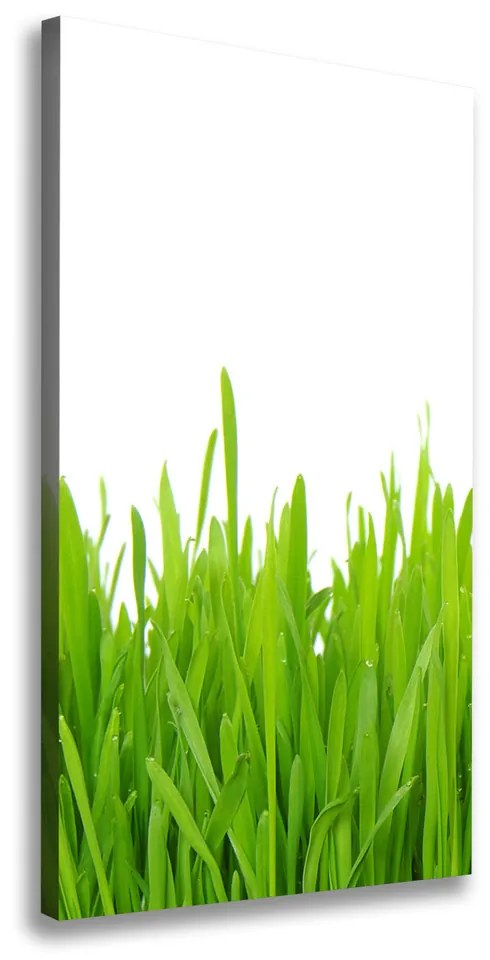 Wallmuralia Foto obraz na plátně Zelená tráva 50x100 cm