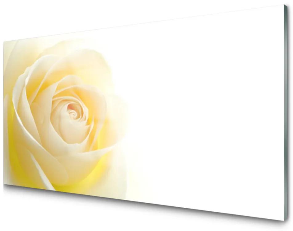 Plexisklo obraz Růže Květ Rostlina
